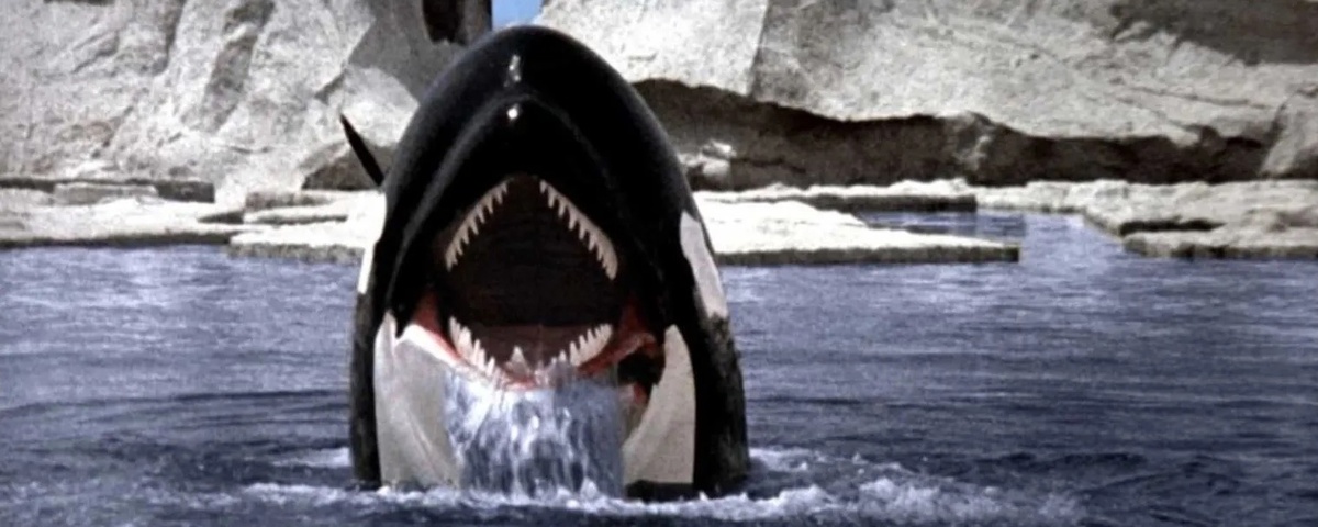 Nu kan du streama gamla späckhuggar-skräckisen ”Orca” - MovieZine